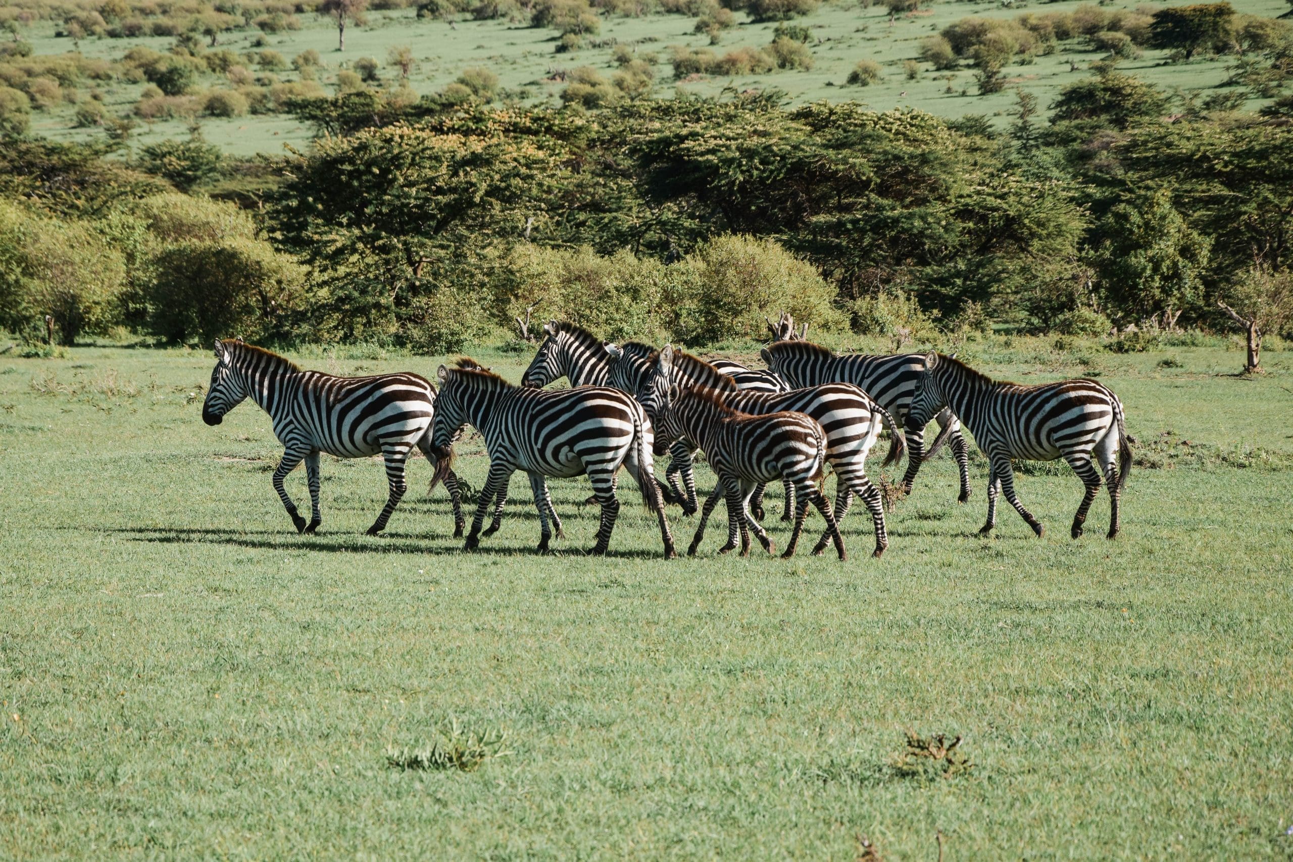 8 Day Northern Parks Package | Shemeji Safari Tanzania