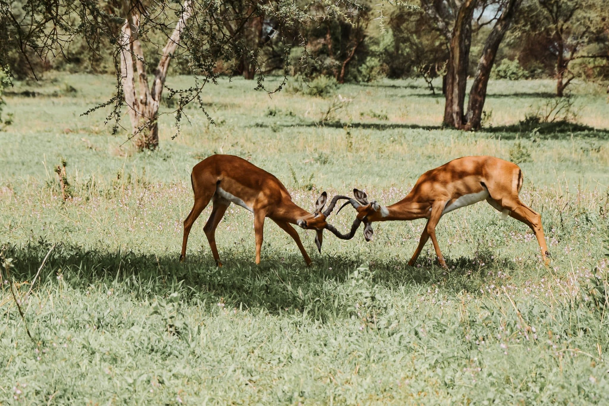 3-days Tanzania Northern Parks | Shemeji Safari Tanzania